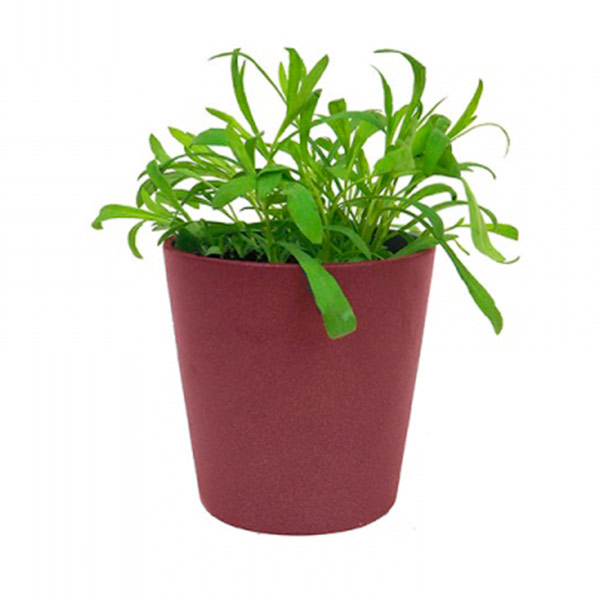 Estragón, Artemisia Dracunculus * Petit Garden Vivero Boutique
